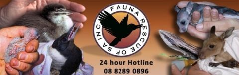 Fauna Rescue SA | Native Wildlife and Koala Rescue Services