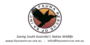 Fauna Rescue SA - Native Wildlife and Koala Rescue Services